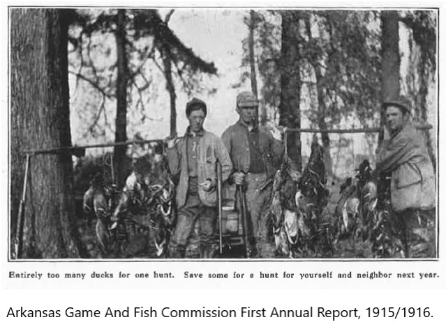 “Too Many Ducks” Back then, and Not Enough Now – Arkansas Wildlife History